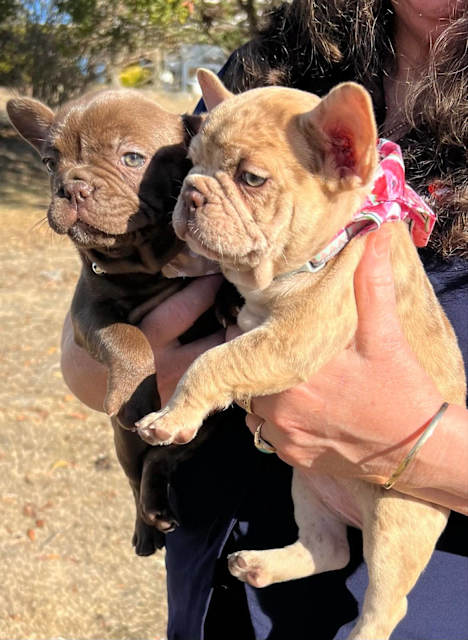 Rojo French Bulldog Puppies | Dogs & Puppies | Gumtree Australia ...