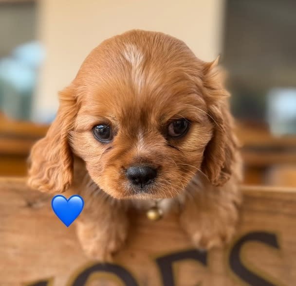 Cavalier King Charles Puppy DNA Clear | Dogs & Puppies | Gumtree ...