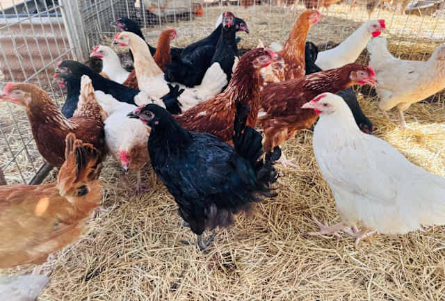 Commercial Hy-Line Layer - Starter Pullets | Livestock | Gumtree ...