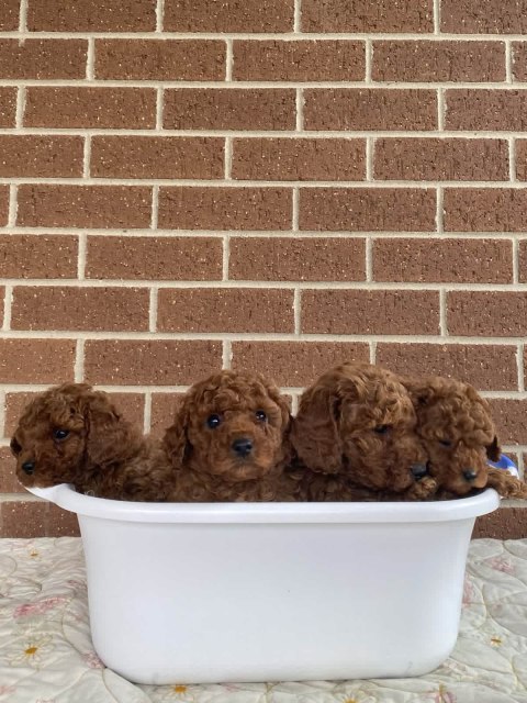 Beautiful Red Cavoodle Puppies | Dogs & Puppies | Gumtree Australia ...