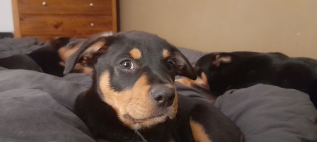 rotti x kelpie puppie | Dogs & Puppies | Gumtree Australia Swan Area ...
