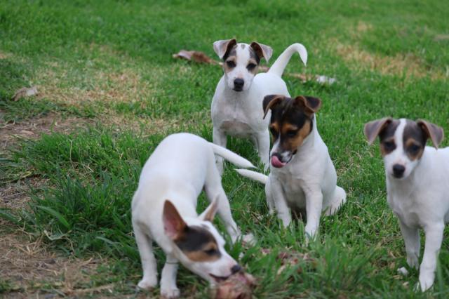 Pedigree Tenterfield Terriers (similar to mini foxie) | Dogs & Puppies ...