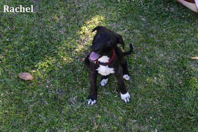 RACHEL GREAT DANE X 12 WEEKS OLD FEMALE $550 TO ADOPT BIN000154811274 ...