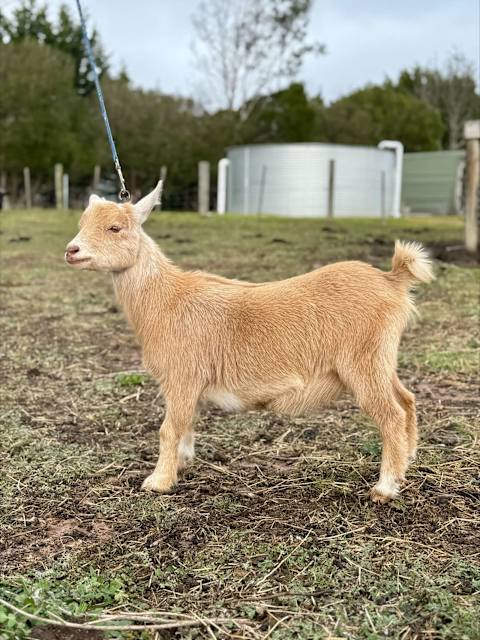 100% Nigerian Dwarf Does- IN KID | Livestock | Gumtree Australia ...