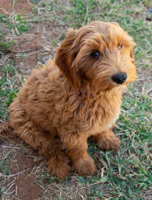 LAST PUPPY READY TO GO NOW - Stunning Teddy Bear F2b Mini Groodle ...