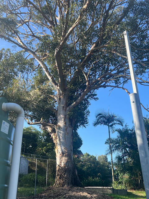 FREE Massive Gum Tree Ideal for Slabs, Tables, Furniture Making + I ...