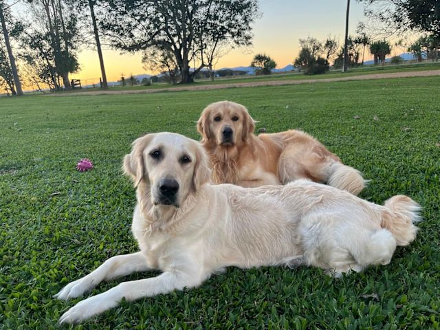 Golden Retriever Puppies | Dogs & Puppies | Gumtree Australia ...