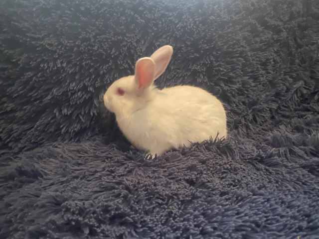 PURE WHITE GIRL BUNNY | Rabbits | Gumtree Australia Kalamunda Area ...