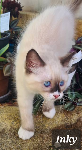 STUNNING PURE BREED RAGDOLL KITTENS | Cats & Kittens | Gumtree ...