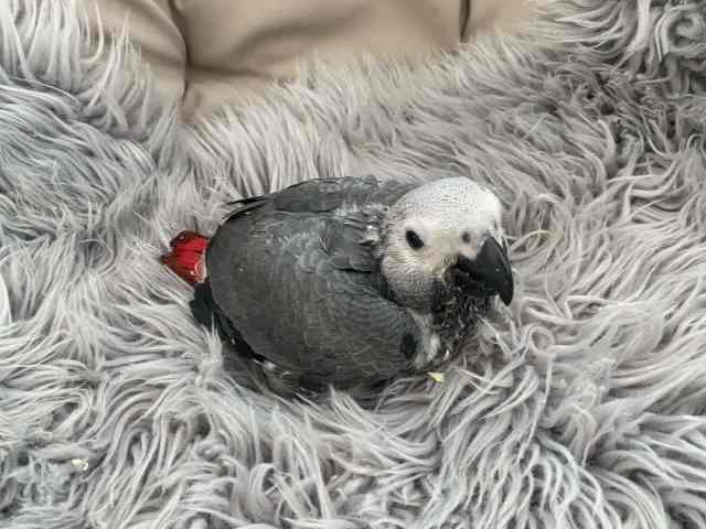 Baby African grey congo | Birds | Gumtree Australia Canterbury Area ...