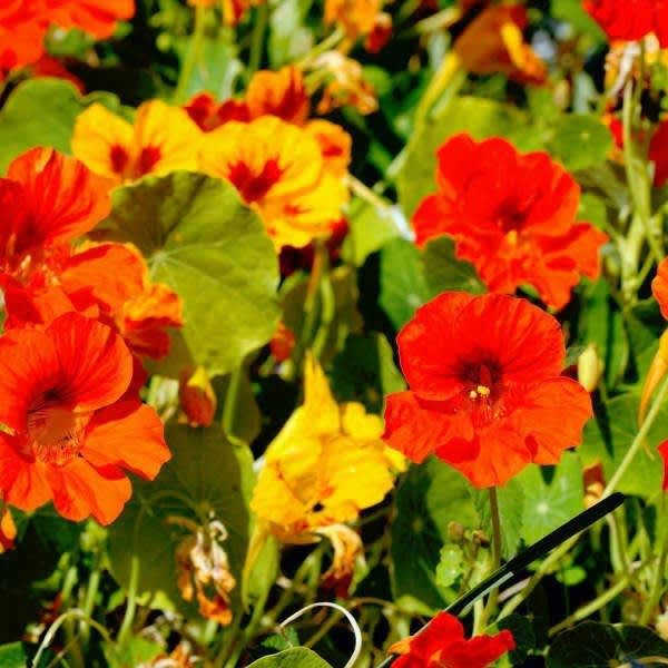 8 nasturtium SEEDS from my garden. EDIBLE plants. Readily self seed ...