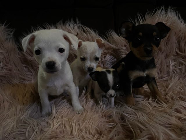 Chihuahua x mini foxie | Dogs & Puppies | Gumtree Australia Lockyer ...