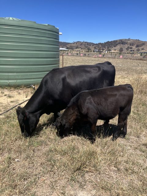 Angus Cows with Calves at Foot | Livestock | Gumtree Australia ...