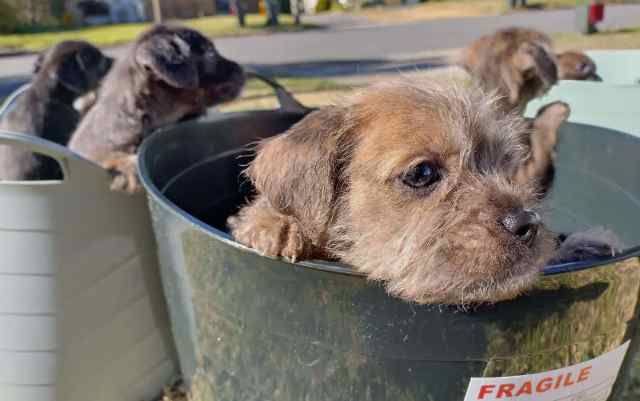1st Gen Froodles! designer breed french bulldog X toy poodle | Dogs ...