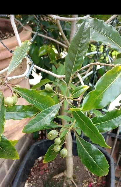 175 cm Pittosporum tobira in pot | Plants | Gumtree Australia Monash ...