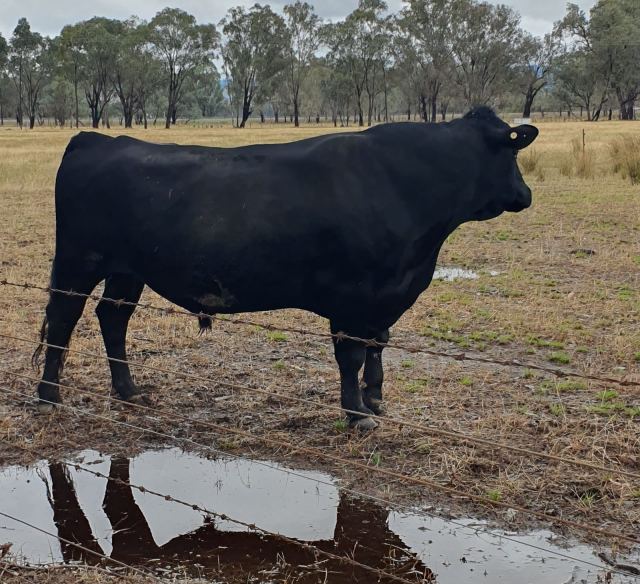 Angus bull for hire | Livestock | Gumtree Australia Benalla Area ...
