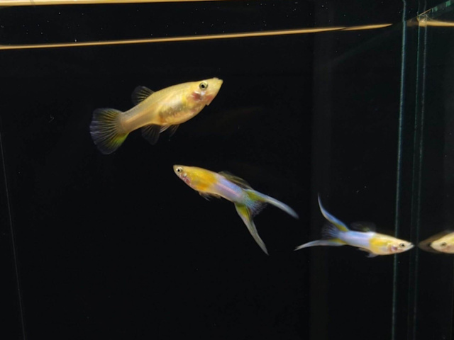 RARE Japan Blue Gold Double Sword Endlers RARE | Fish | Gumtree ...