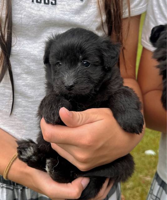 Pomsky Poodle | Dogs & Puppies | Gumtree Australia Gold Coast North ...