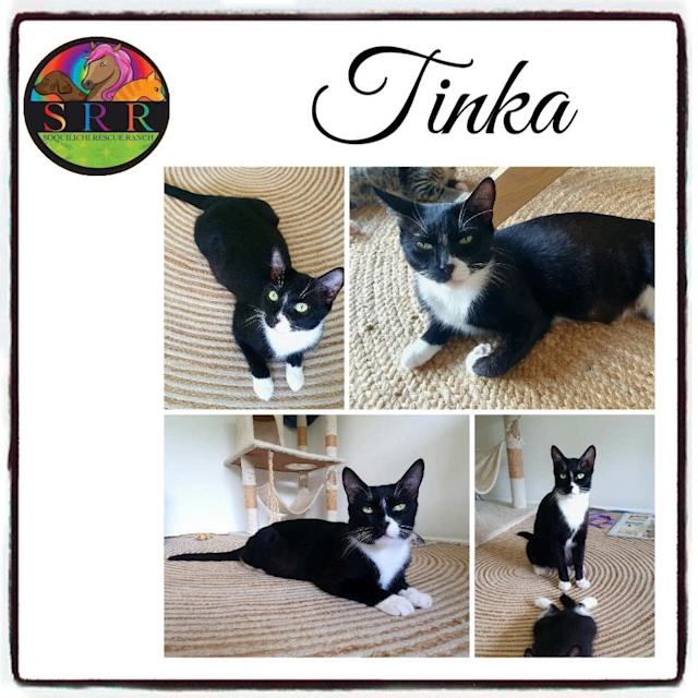 Tinka - Soquilichi Rescue Ranch | Cats & Kittens | Gumtree Australia ...