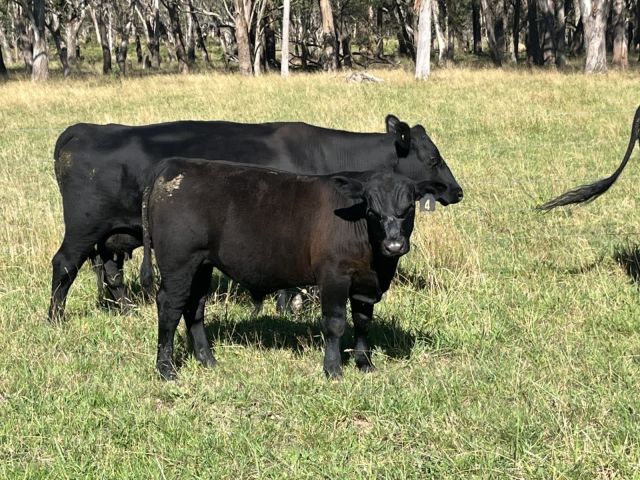 Pure Bred Angus Bulls - One sold. | Livestock | Gumtree Australia ...