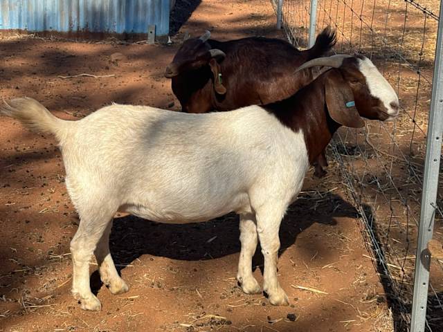 Female stud boer goats | Livestock | Gumtree Australia Leeton Area ...