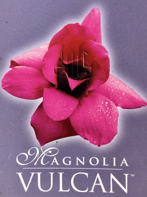 Magnolia Vulcan flower tree, grafted, ready to flower, about 1.4m tall ...