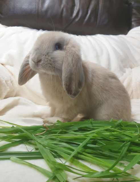 Purebred Mini Lop and Pure-bred Netherland Dwarf baby bunnies | Rabbits ...