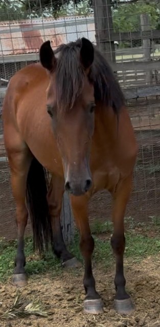 Project Mare experience home only | Horses & Ponies | Gumtree Australia South Burnett Area ...