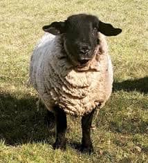 Black Faced Suffolk flock for sale | Livestock | Gumtree Australia ...