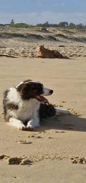 Rehoming Beautiful Border Collie blue merle boy & Aust Kelpie blonde g ...
