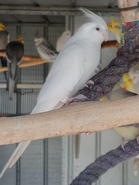 Weiros Cockatiels aviary birds | Birds | Gumtree Australia Cottesloe ...