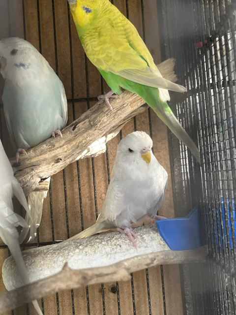 Beautiful Baby and Young Budgies | Birds | Gumtree Australia Gold Coast ...