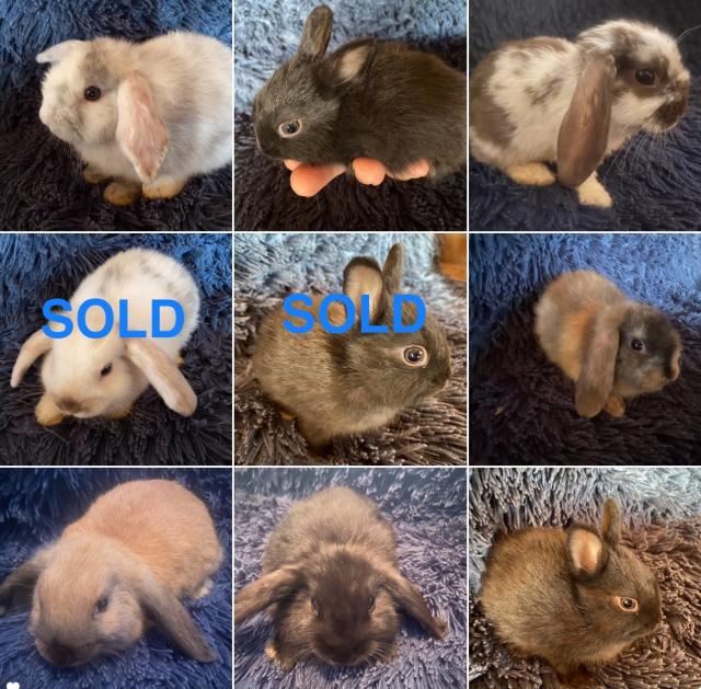 12 Bunnies. Pickup Anytime | Rabbits | Gumtree Australia Kalamunda Area ...
