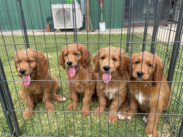 Groodle Puppies | Dogs & Puppies | Gumtree Australia Alexandrina Area ...