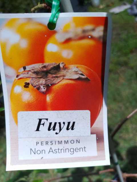 Persimmon trees - Fuyu, grafted, non-astringent - Plants in Wardell NSW ...