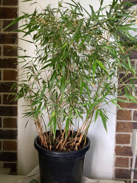 Fortune Bamboo, Fargesia nitida - fortune - Plants in Abbotsford VIC ...