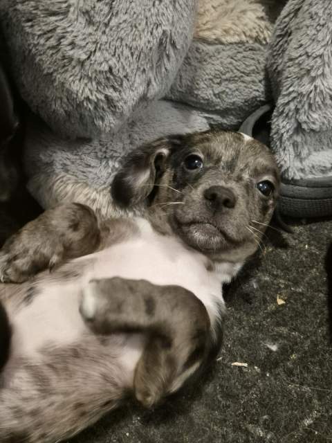 Merle mini dachshund chihuahua maltese girl | Dogs & Puppies | Gumtree ...