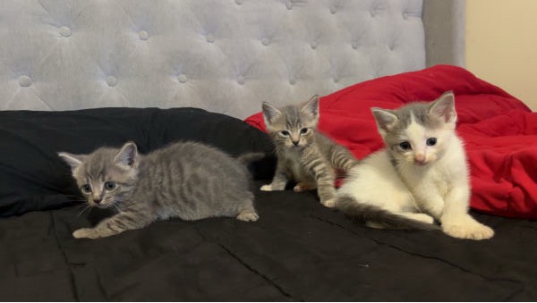 Blue Manx cross tabby kittens | Cats & Kittens | Gumtree Australia ...