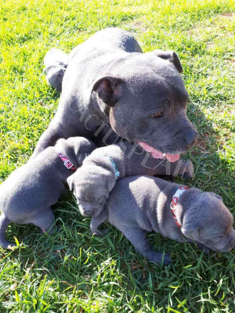 STAFFORDSHIRE BULL TERRIER - ENGLISH STAFFY - BLUE STAFFY - PUPPIES ...