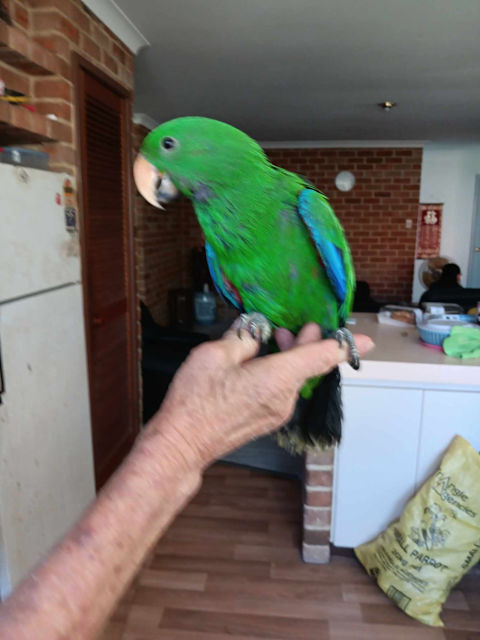 Young Handreel baby Tamed electus | Birds | Gumtree Australia Melville ...