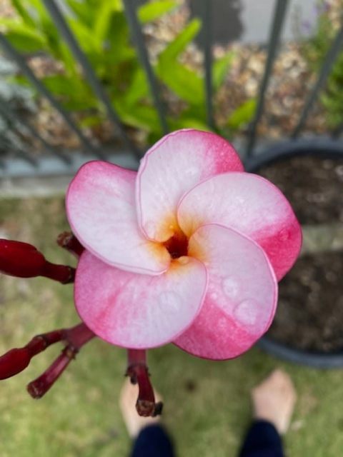 Dwarf Frangipani - Lulu - Plants in Eli Waters QLD | Gumtree Australia