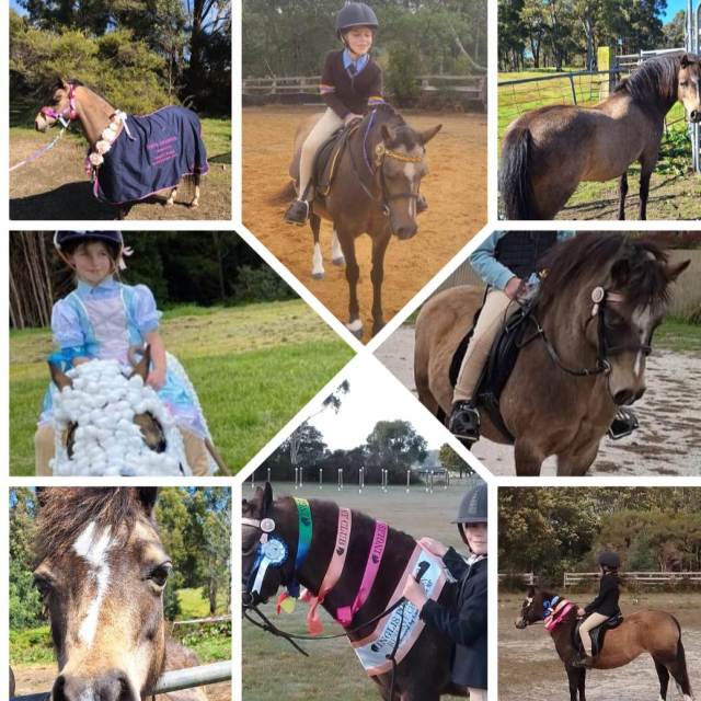 Beepa 11hBuckskin mare | Horses & Ponies | Gumtree Australia Waratah ...