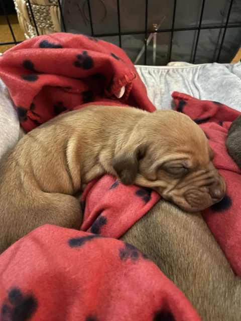 Rhodesian Ridgeback puppies | Dogs & Puppies | Gumtree Australia ...