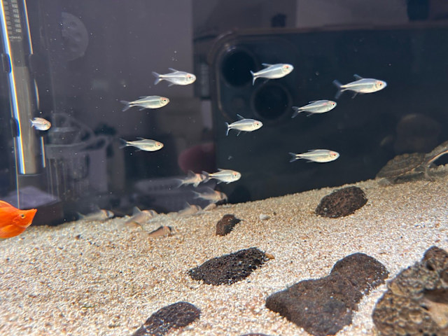 Purple Tetra - Rio Metae | Fish | Gumtree Australia Bankstown Area ...