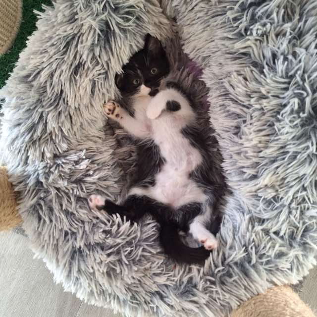 Lizzy - KITTEN KAPERS RESCUE | Cats & Kittens | Gumtree Australia ...