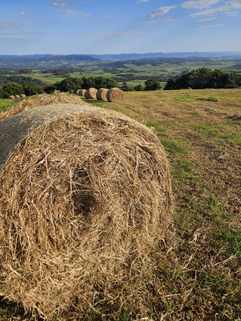 Meadow Hay Round Bales February Special | Livestock | Gumtree Australia ...