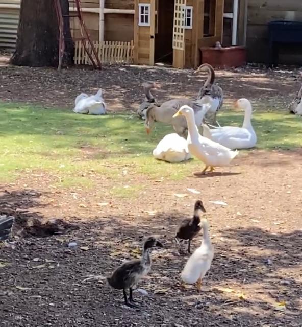 Beautiful Ducks and Geese: Indian Runner, Muscovy, Pekin | Livestock ...