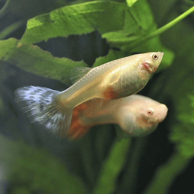 Guppies pond raised | Fish | Gumtree Australia Morphett Vale Area ...