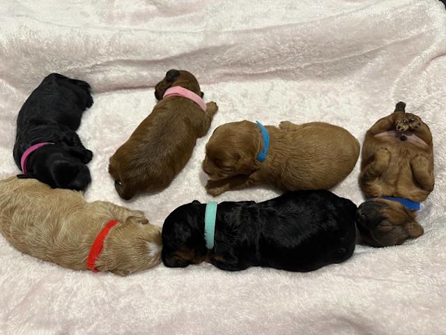 Shmoodle puppies | Dogs & Puppies | Gumtree Australia Hume Area ...