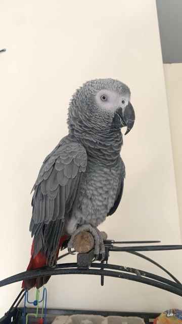 Parrot cage and african congo | Pet Products | Gumtree Australia ...